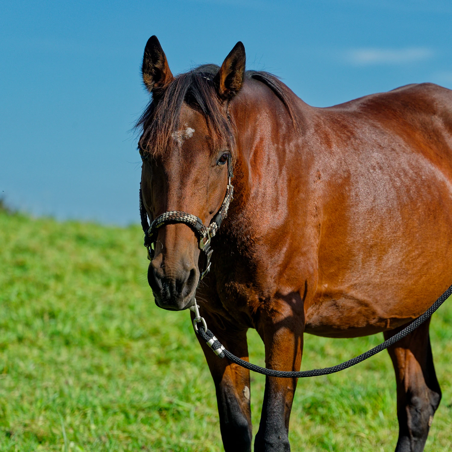 Chevaux - Dream Ranch